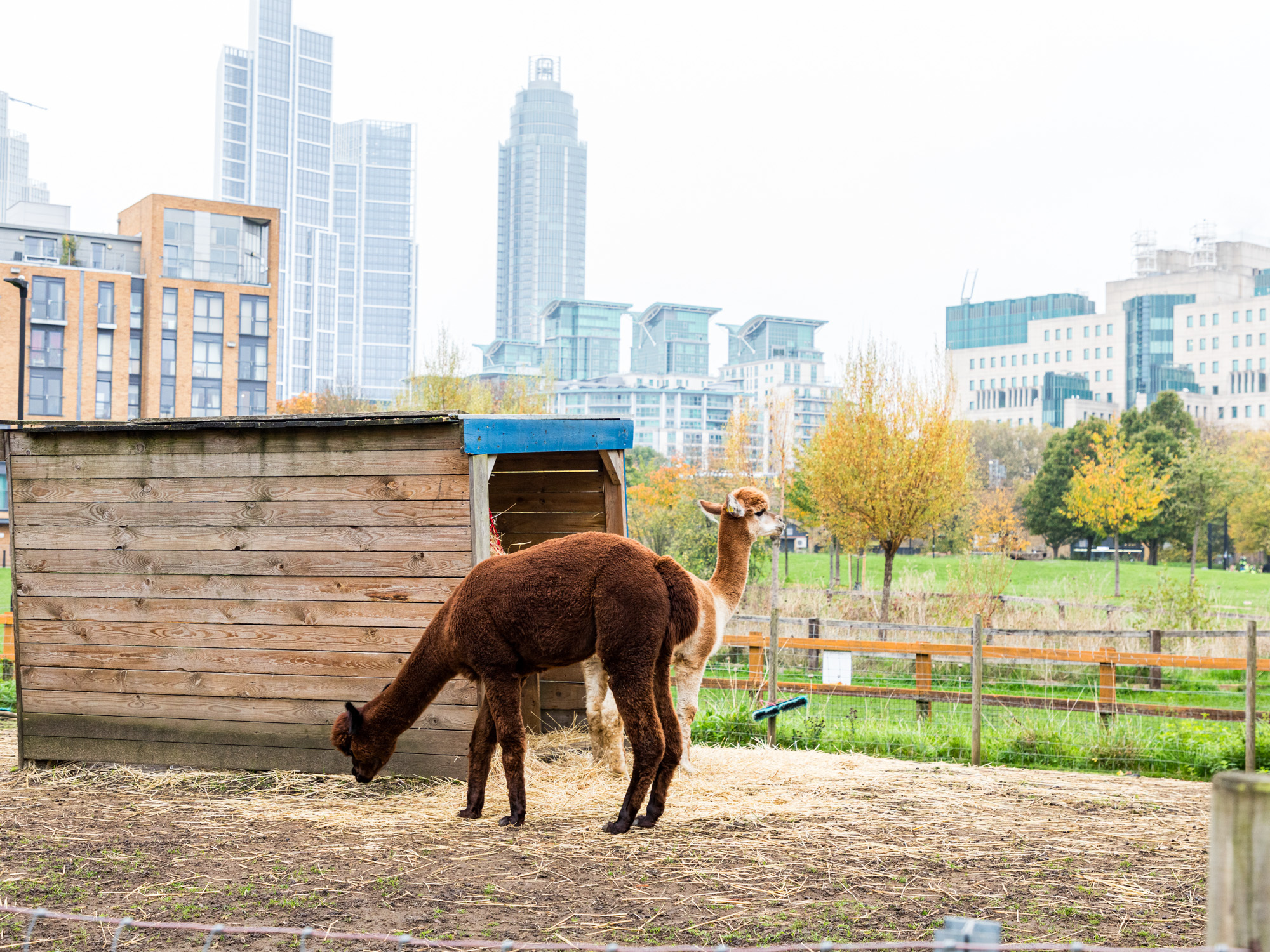 Vauxhall City Farm | Attractions in Vauxhall, London