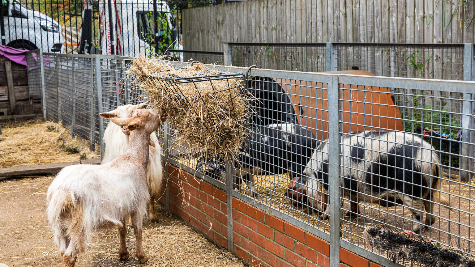Vauxhall City Farm | Attractions in Vauxhall, London