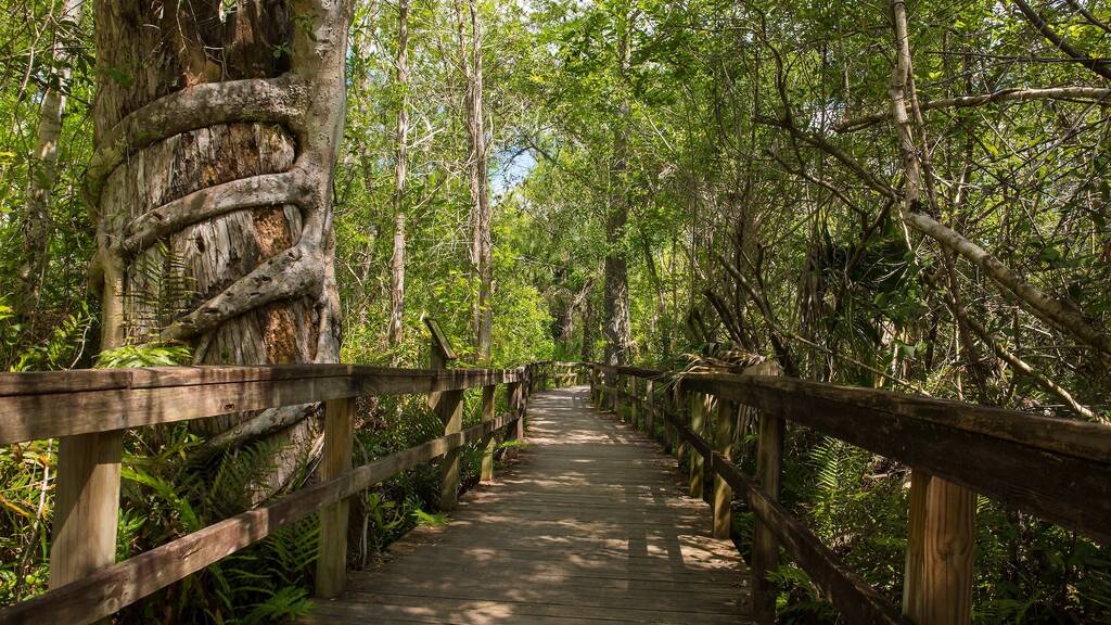 9 Best Trails for Hiking in Miami, from Bayside Paths to Gator-Lined ...