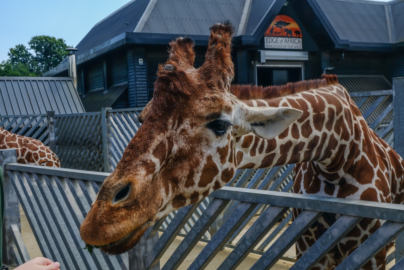 Best Zoos In And Near To London | Days Out For Animal Lovers