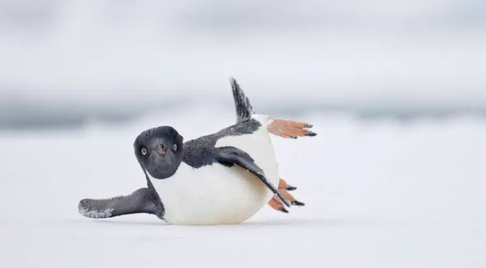 Las espectaculares fotografías de pájaros que han ganado en los premios ...