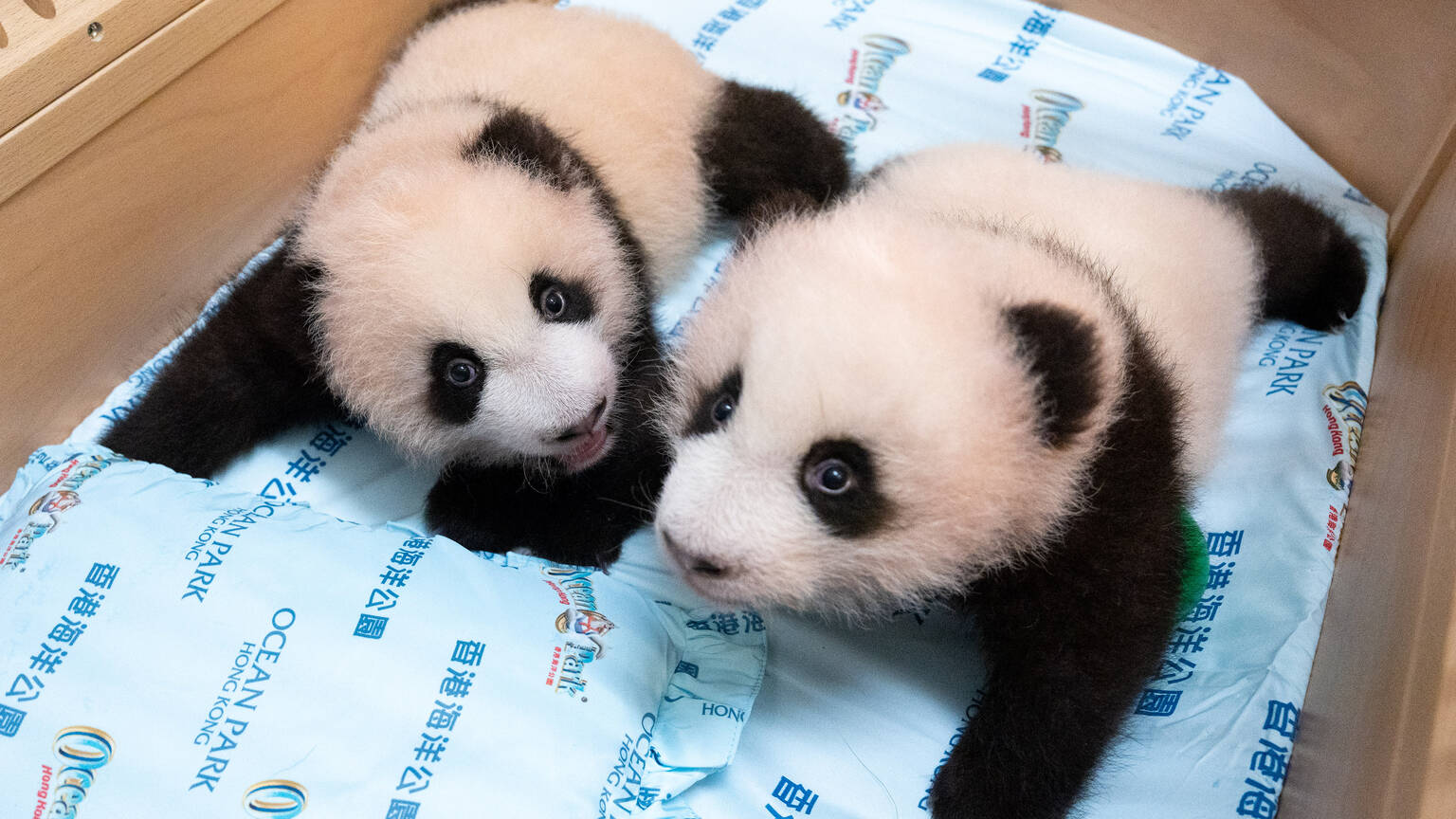Hong Kong’s giant panda twins can meet the public in February
