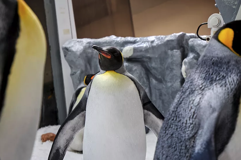 Melbourne's Pesto the penguin celebrates his first birthday