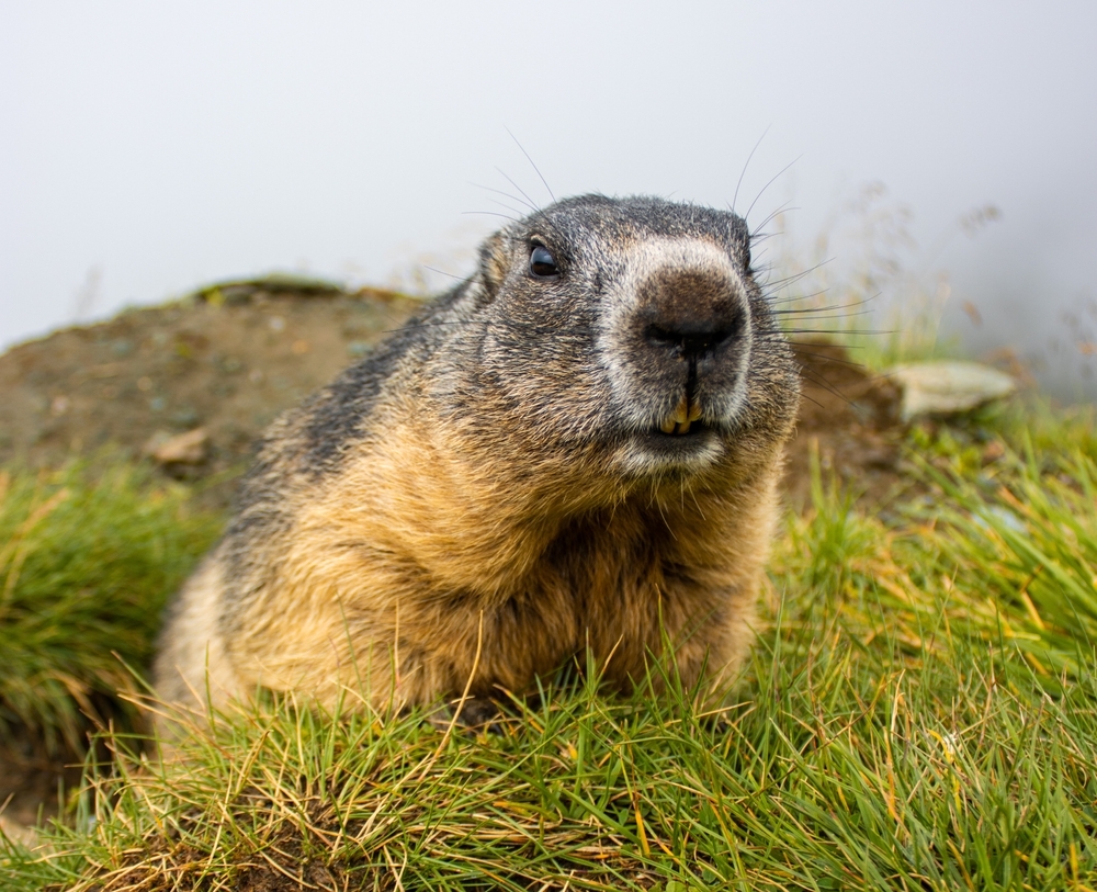Staten Island Chuck: Groundhog Day Prediction for NYC