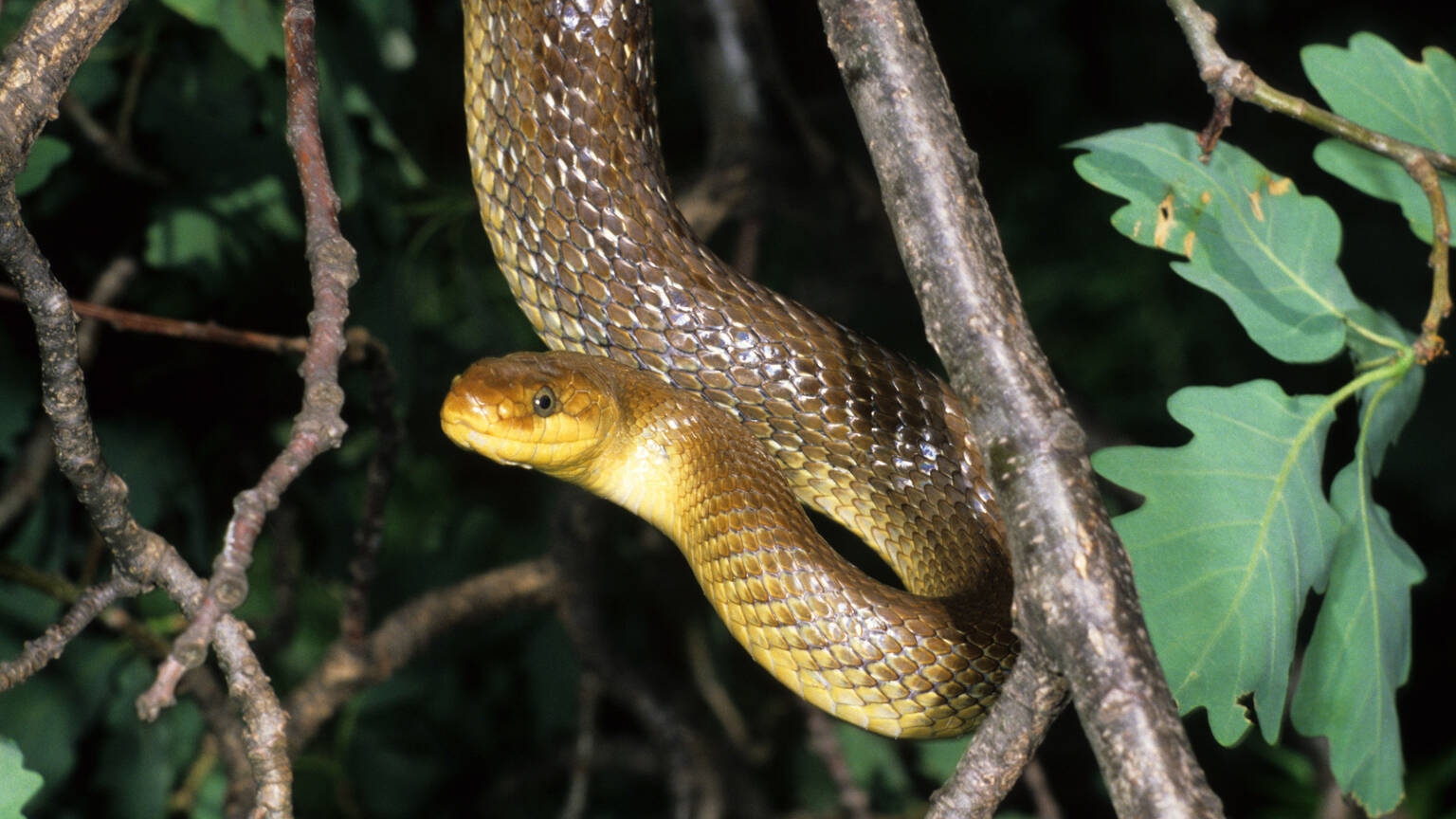 A New Snake Species Discovered In Britain – It Survives by Living in ...