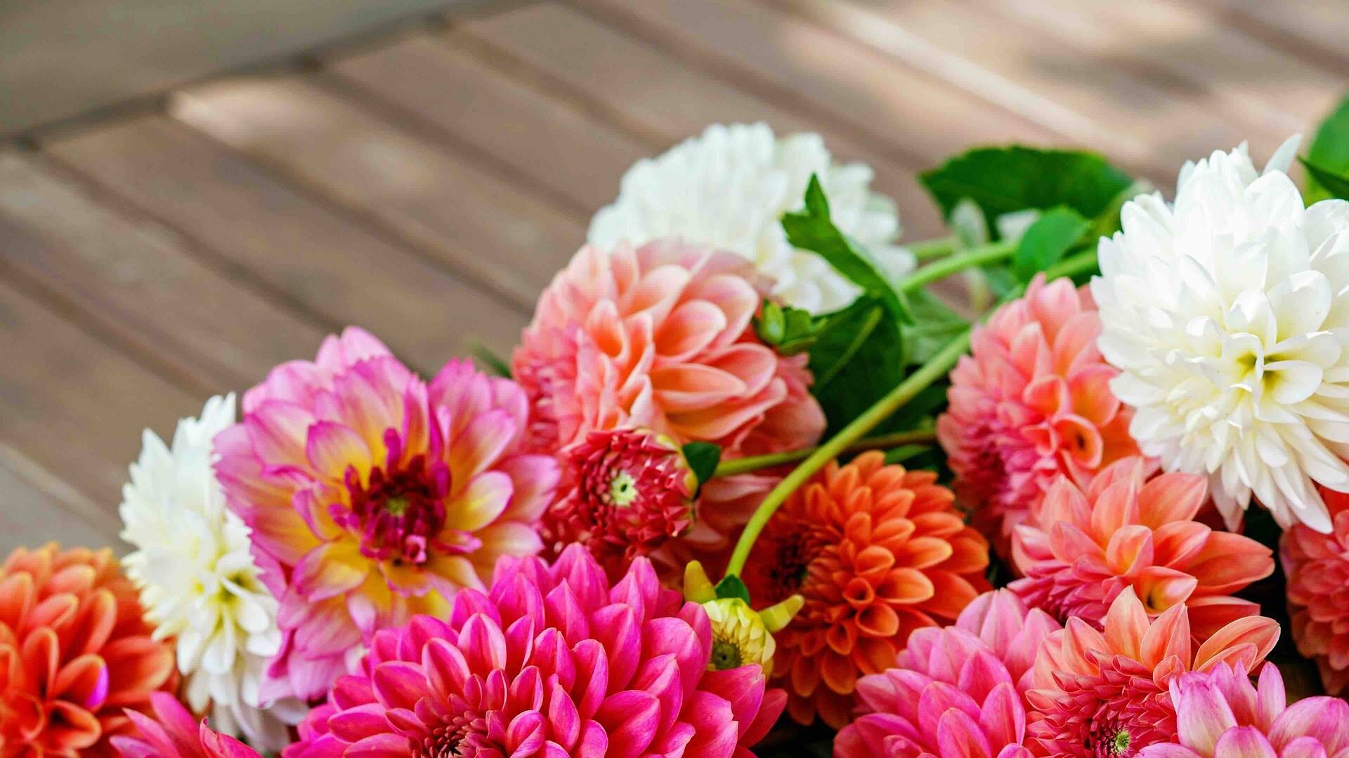 Nerine | Shopping in Humboldt Park, Chicago