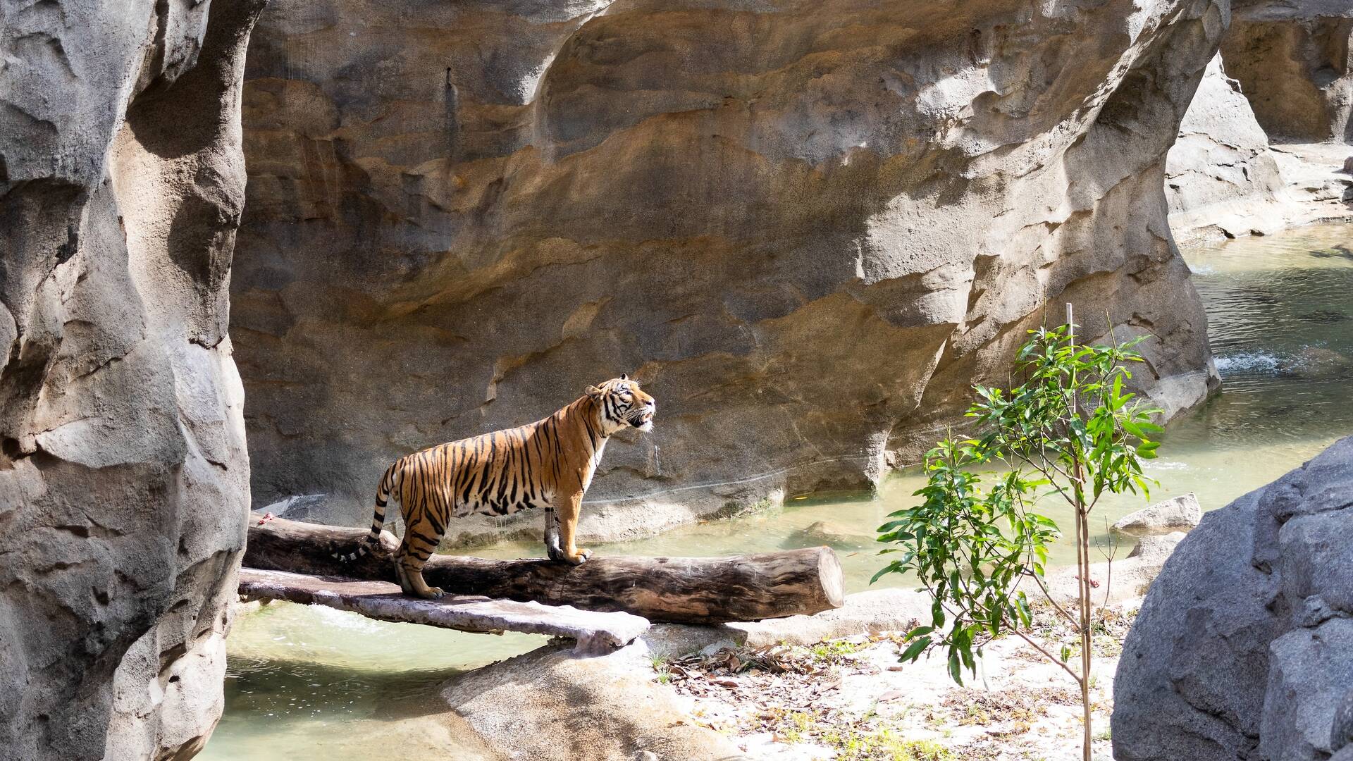 First look At Rainforest Wild Asia In Singapore: What To Expect In Its ...