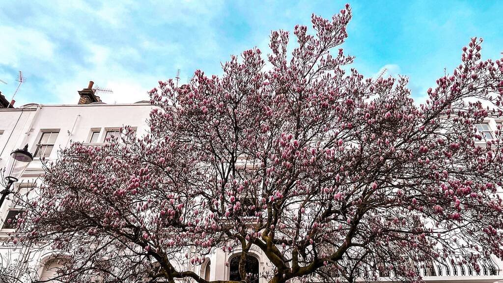 23 Stunning Places To See Spring Flowers in London Parks and Gardens