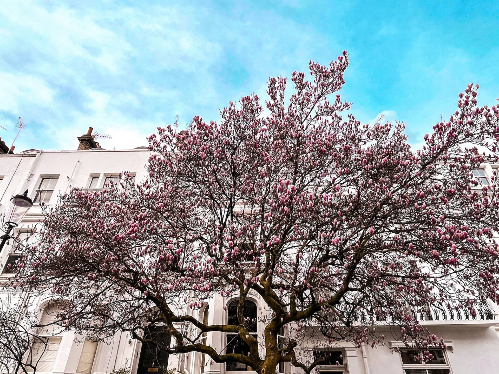 23 Stunning Places To See Spring Flowers in London Parks and Gardens