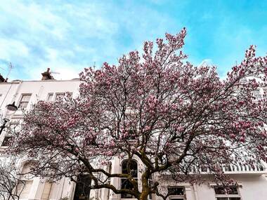 23 Stunning Places To See Spring Flowers in London Parks and Gardens