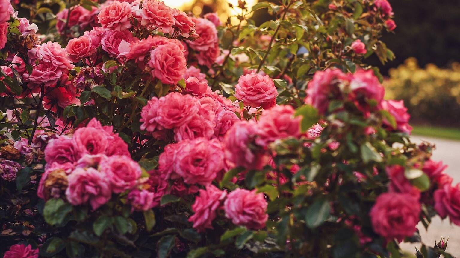 23 Stunning Places To See Spring Flowers in London Parks and Gardens