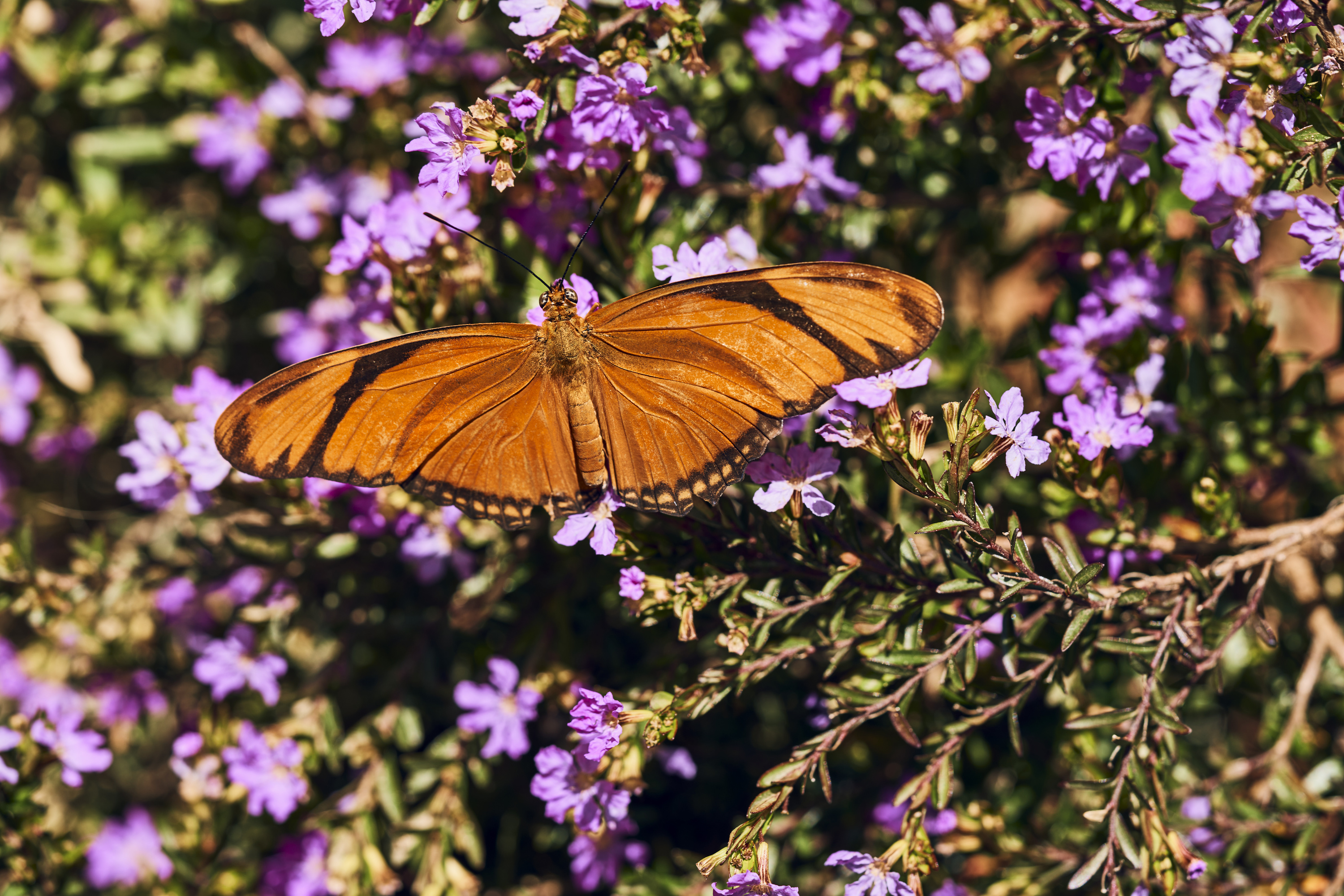 Butterfly Pavilion at the Natural History Museum | Natural History ...