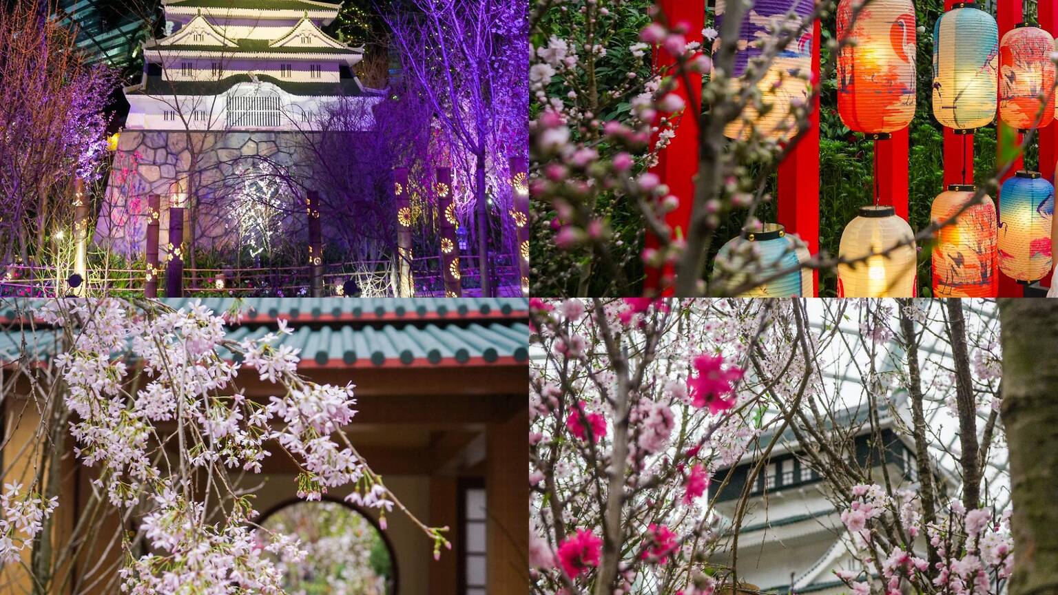 Sakura display at Gardens by the Bay | Things to do in Singapore