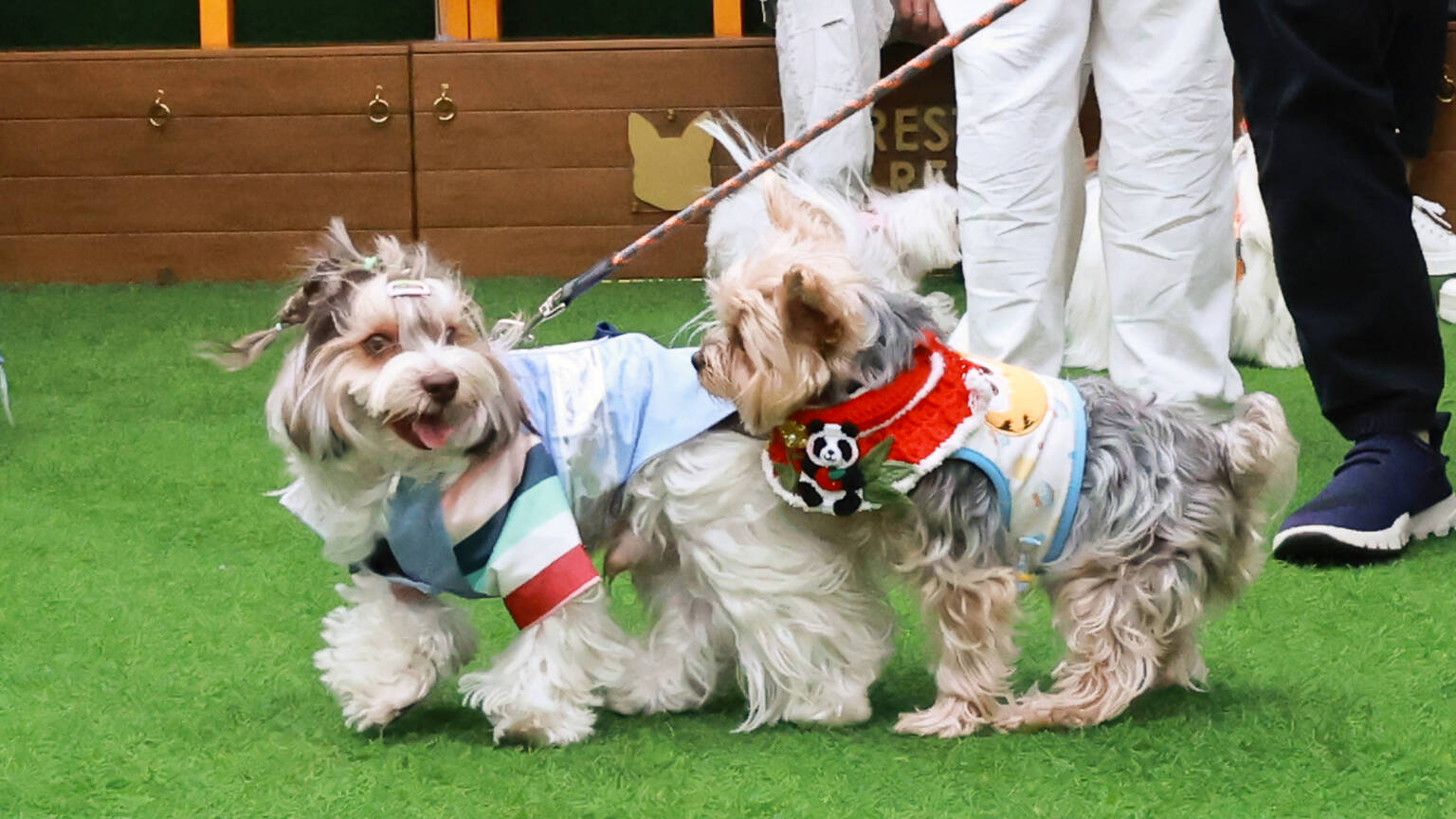 The SPCA Hong Kong is back with its annual dogathon and pet festival