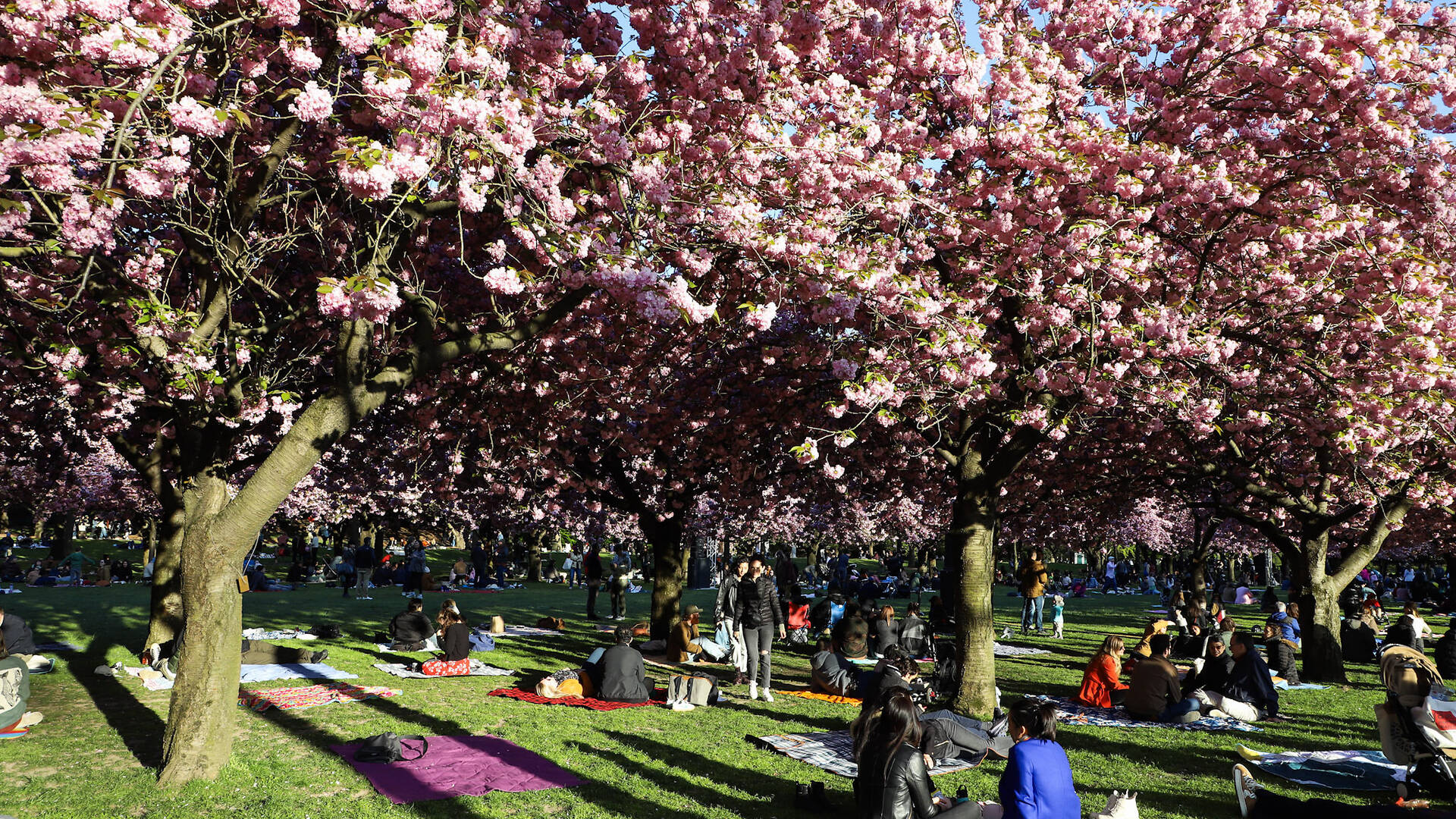 Brooklyn Botanic Garden's Hanami Nights are back this spring to ...