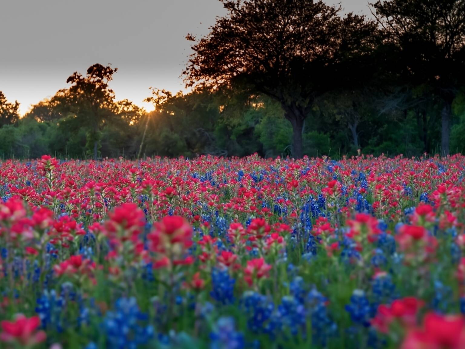 Where to See Wildflowers in Austin