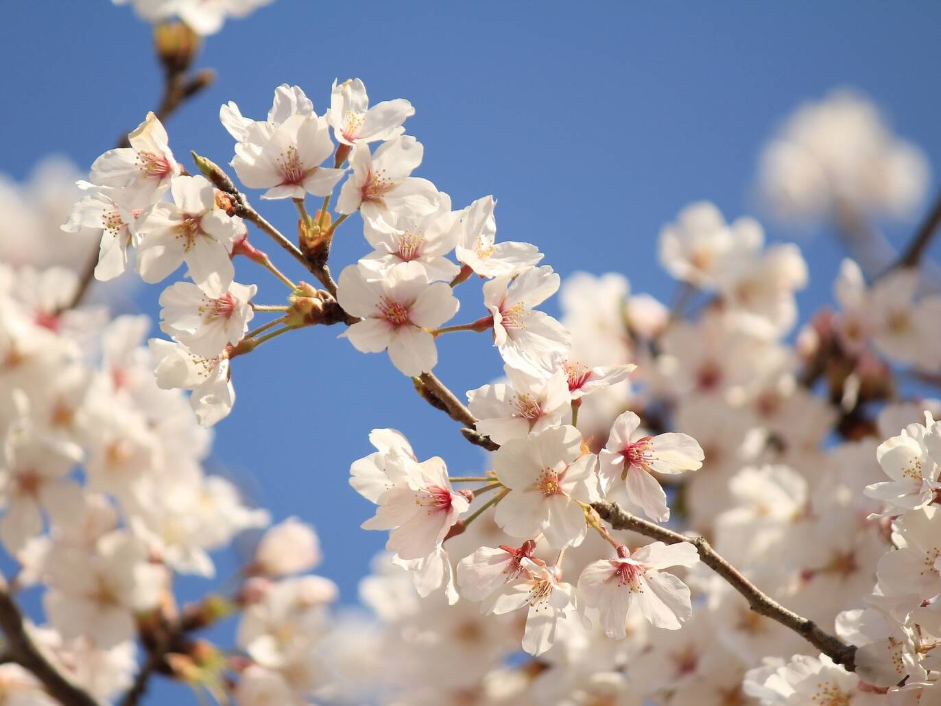 7 types of sakura to look out for during cherry blossom season