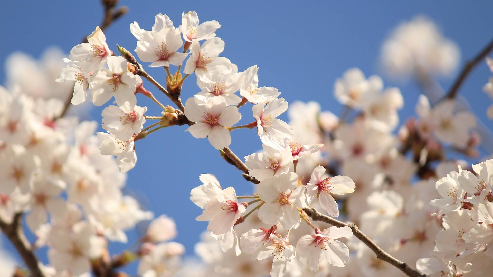 7 types of sakura to look out for during cherry blossom season