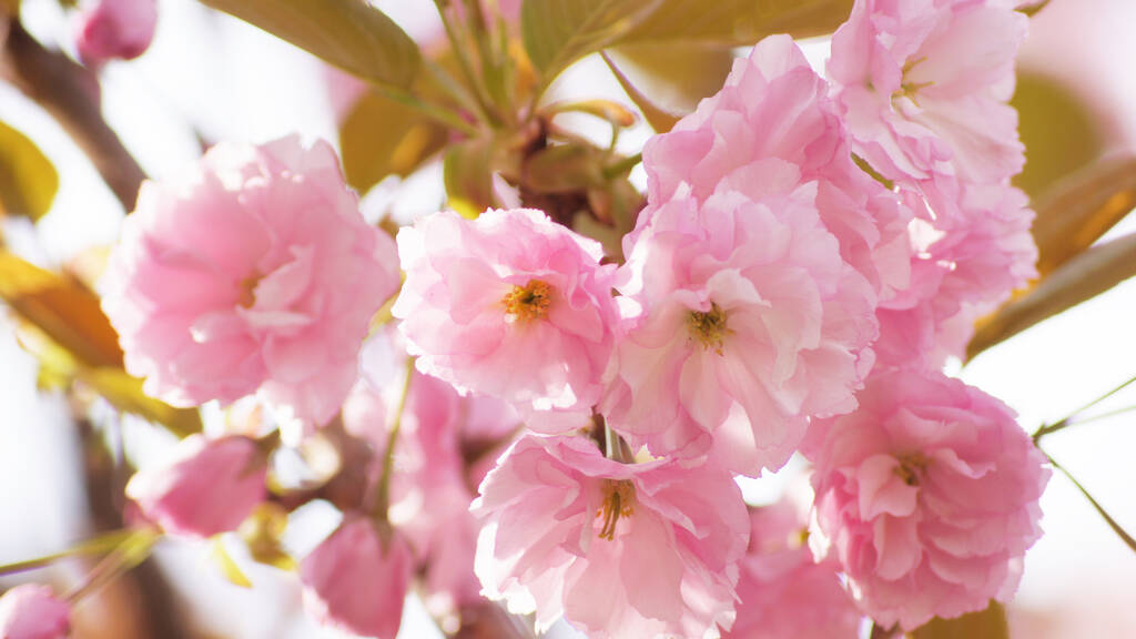 7 types of sakura to look out for during cherry blossom season
