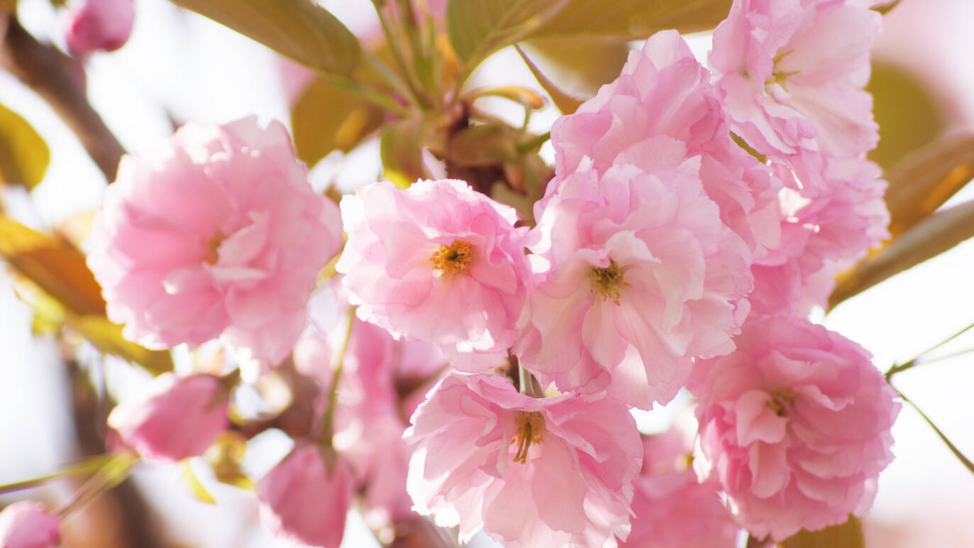 7 types of sakura to look out for during cherry blossom season