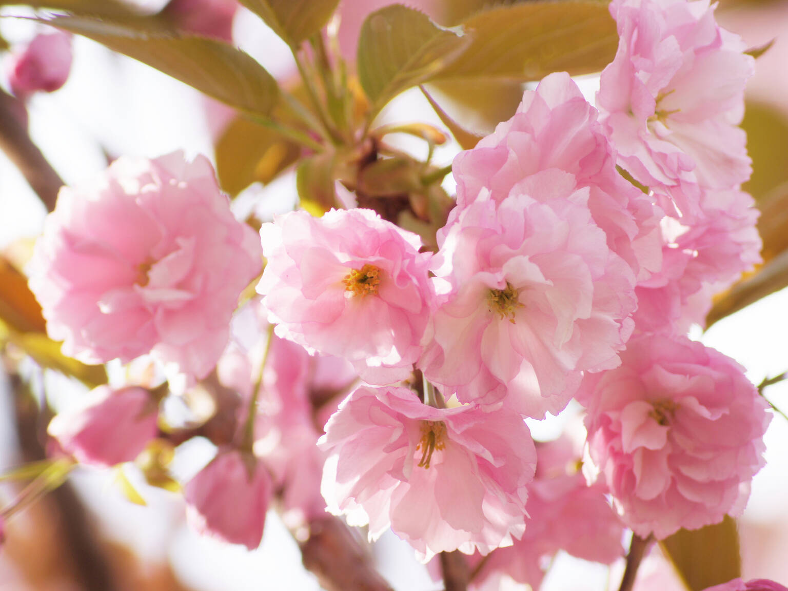 7 types of sakura to look out for during cherry blossom season