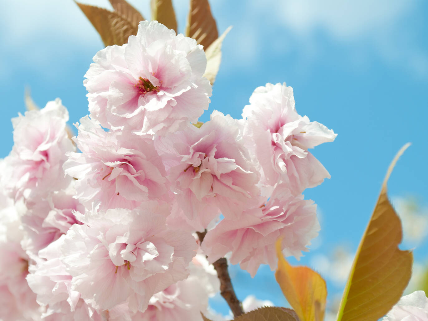 7 types of sakura to look out for during cherry blossom season