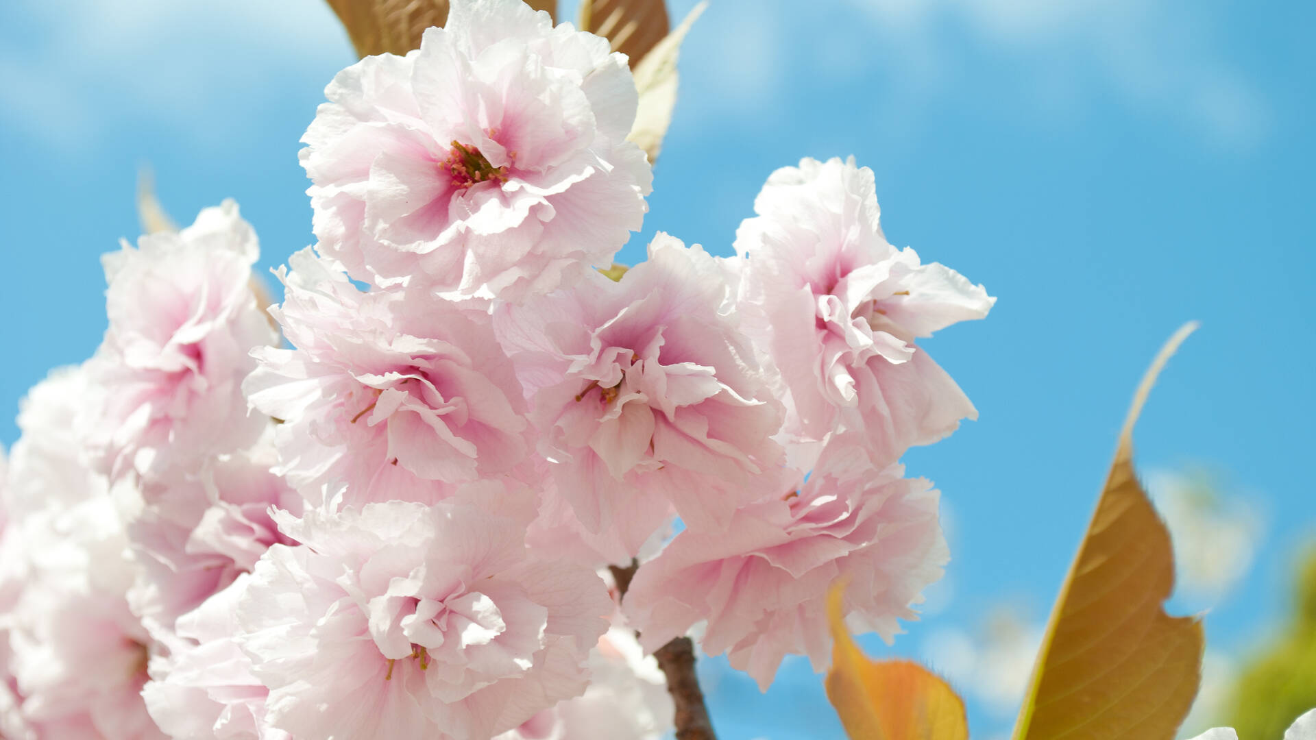 7 types of sakura to look out for during cherry blossom season