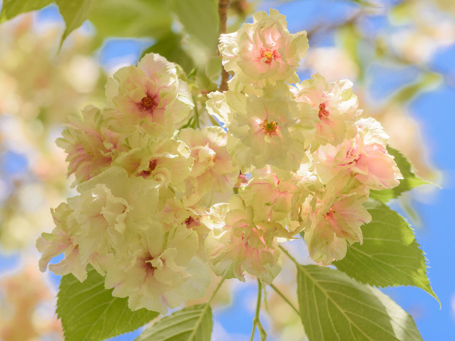 7 types of sakura to look out for during cherry blossom season