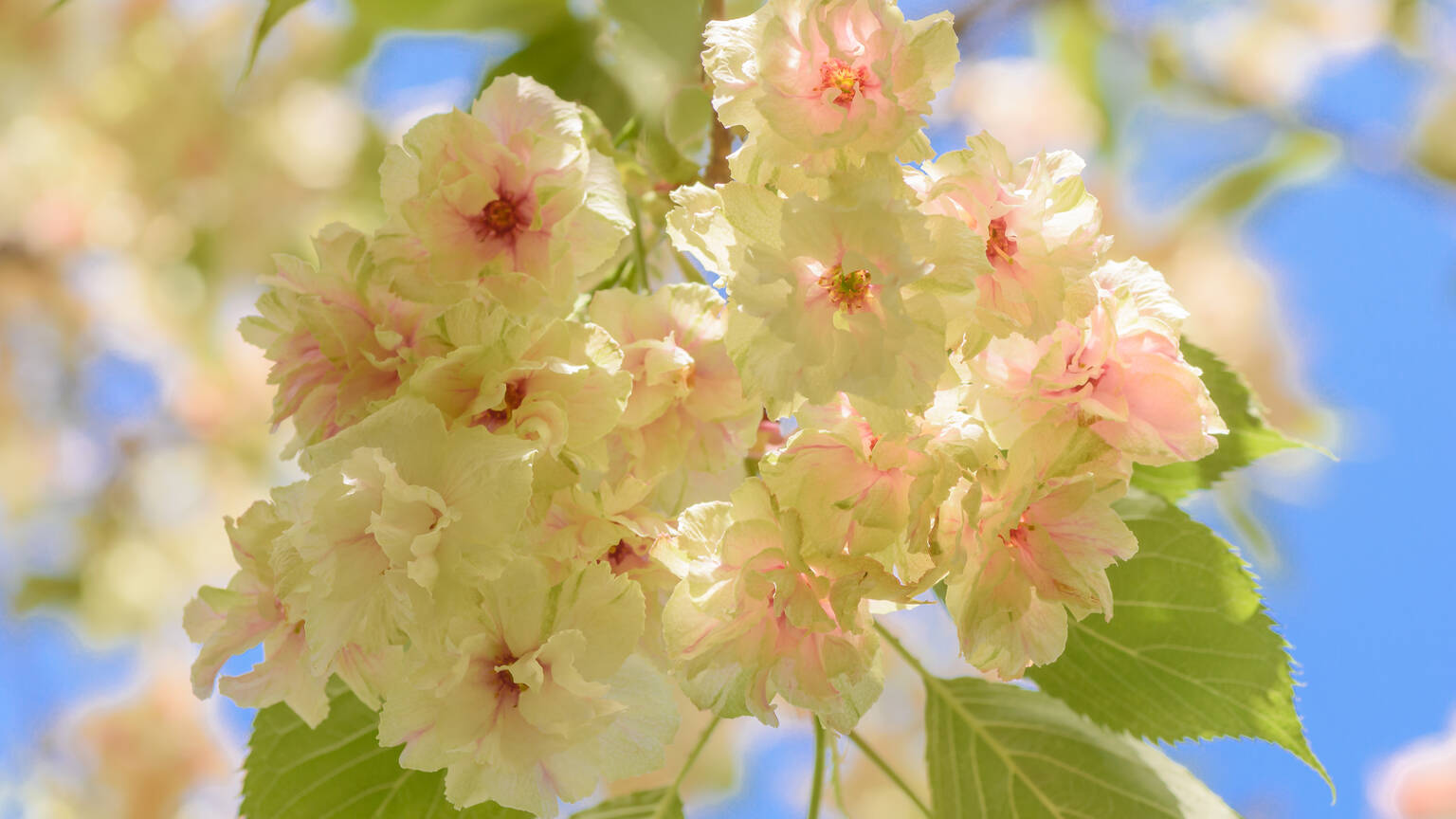7 types of sakura to look out for during cherry blossom season