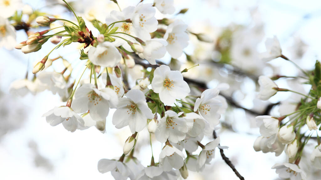 7 types of sakura to look out for during cherry blossom season