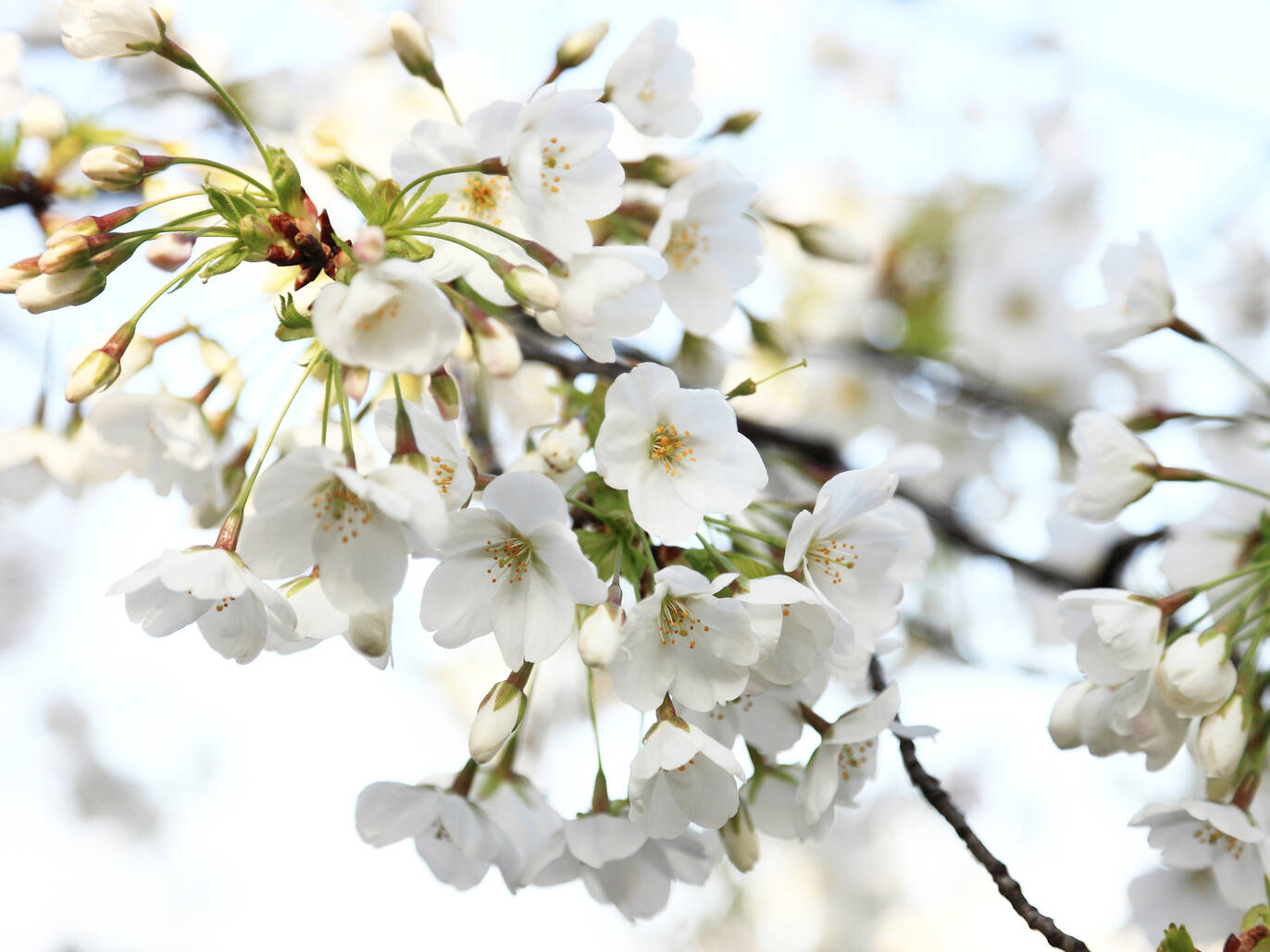 7 types of sakura to look out for during cherry blossom season