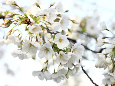 7 types of sakura to look out for during cherry blossom season