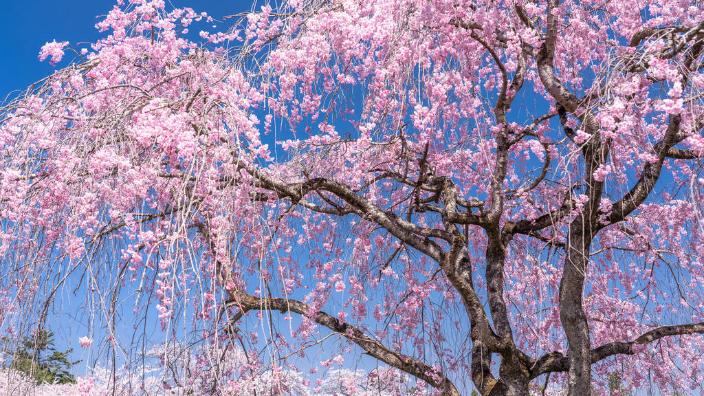 7 types of sakura to look out for during cherry blossom season