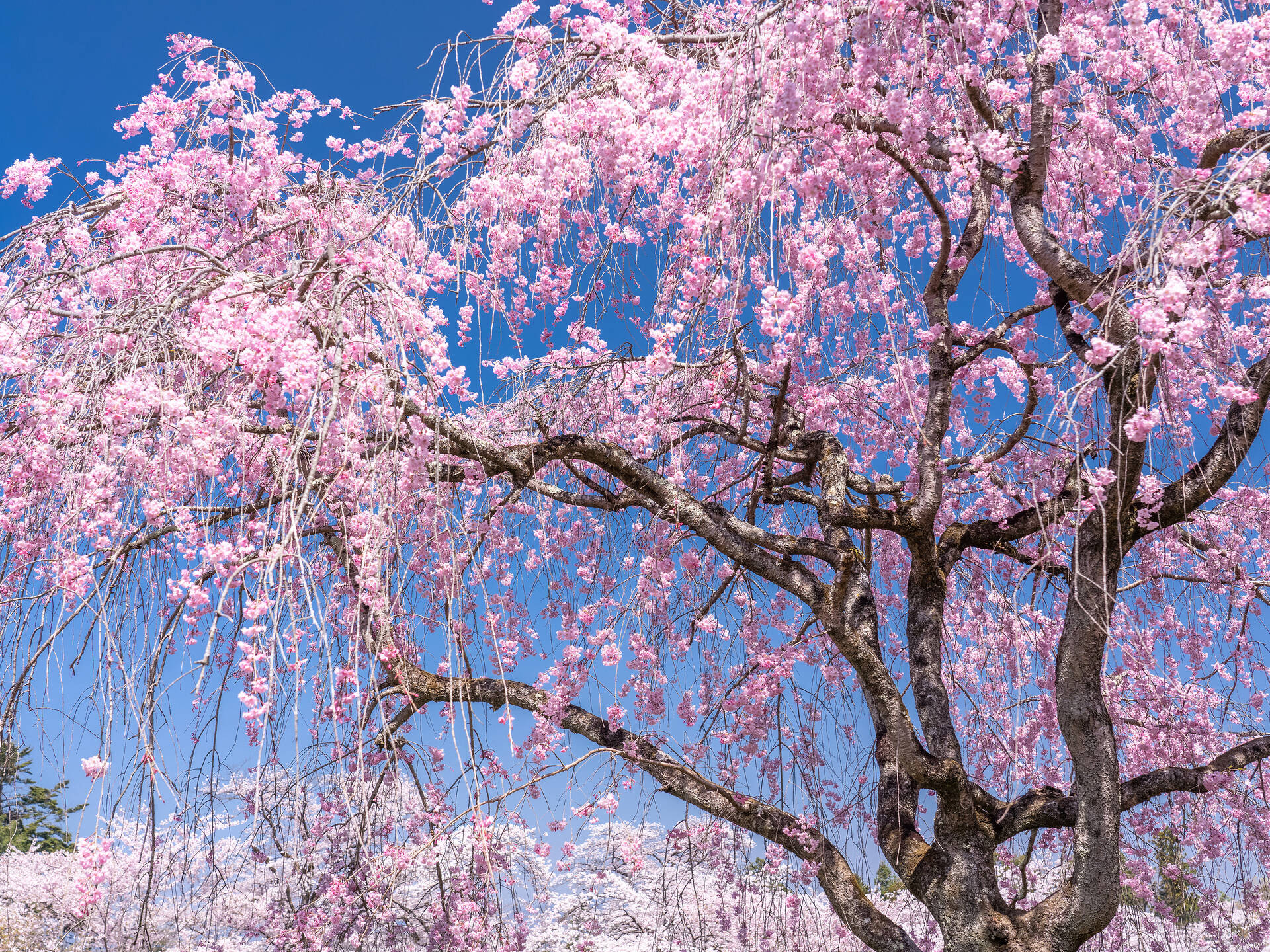 7 types of sakura to look out for during cherry blossom season