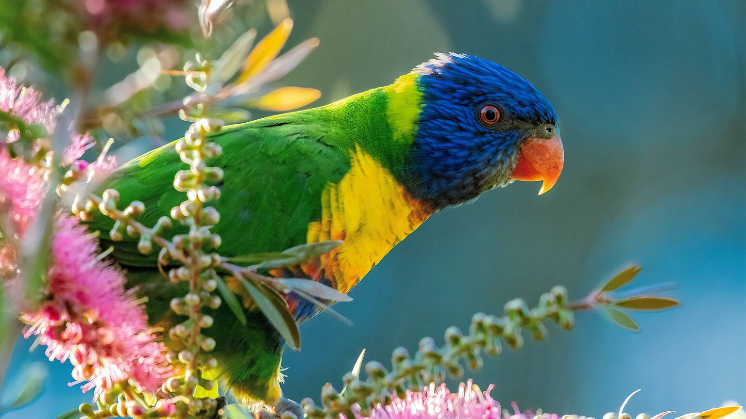 The top 10 birds you're most likely to spot in Australia