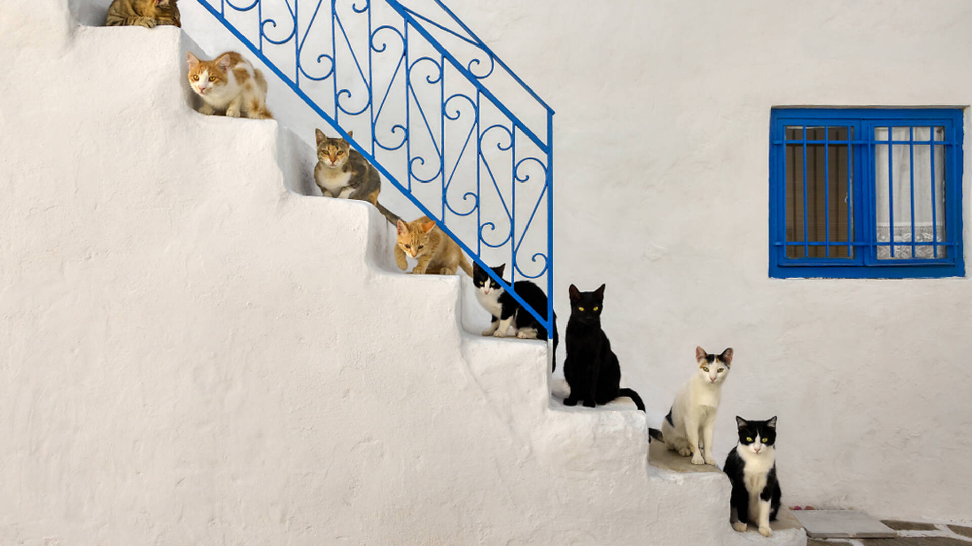 It’s Official: This is the European Country With the Most Cats