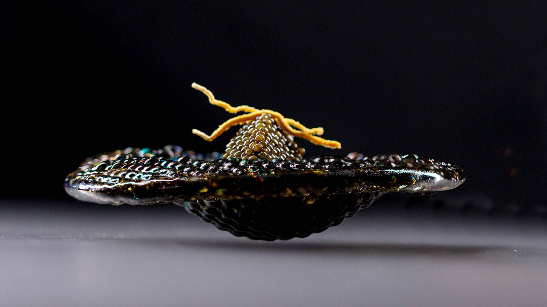 Alinea Crowned the Best American Restaurant of the 21st Century