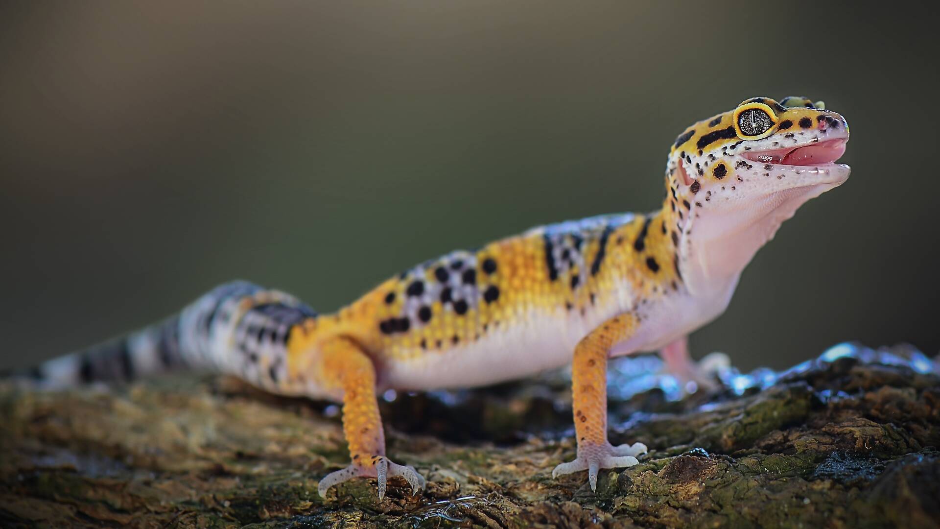 A new gecko gallery filled with rare species is opening in NYC