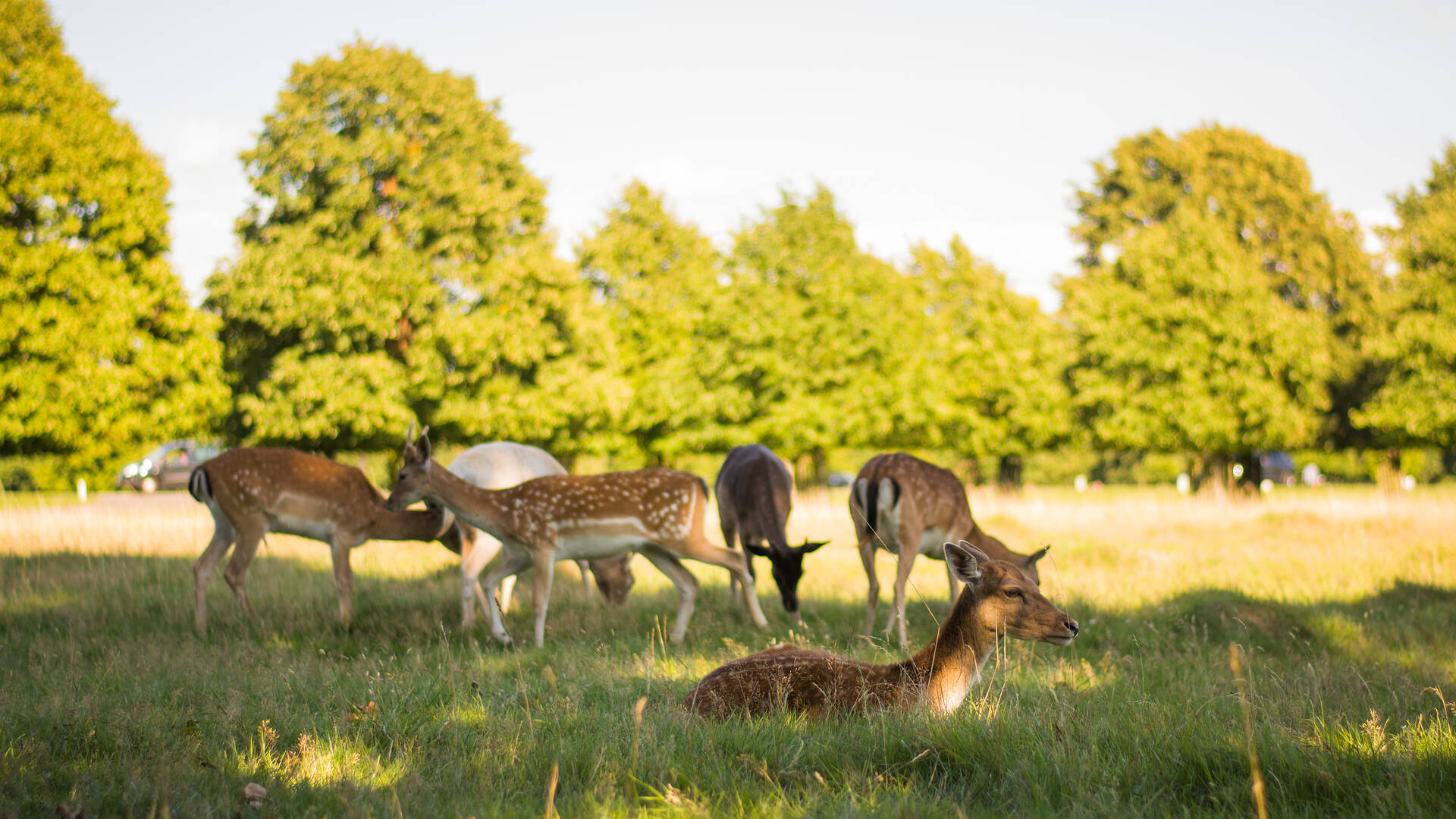 Deer Have Returned To London’s Greenwich Park After Four Years