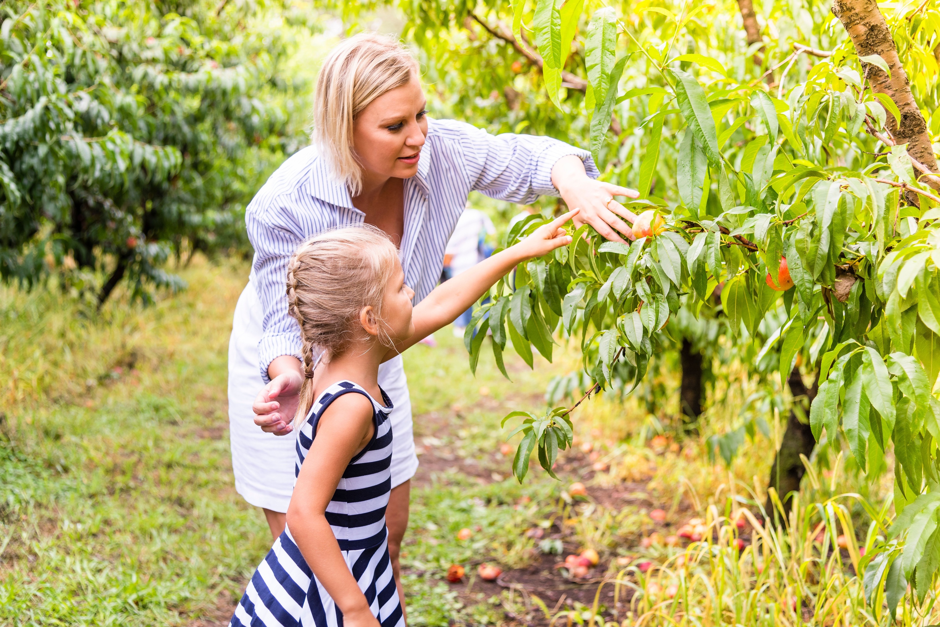 Where to go fruit picking near Sydney