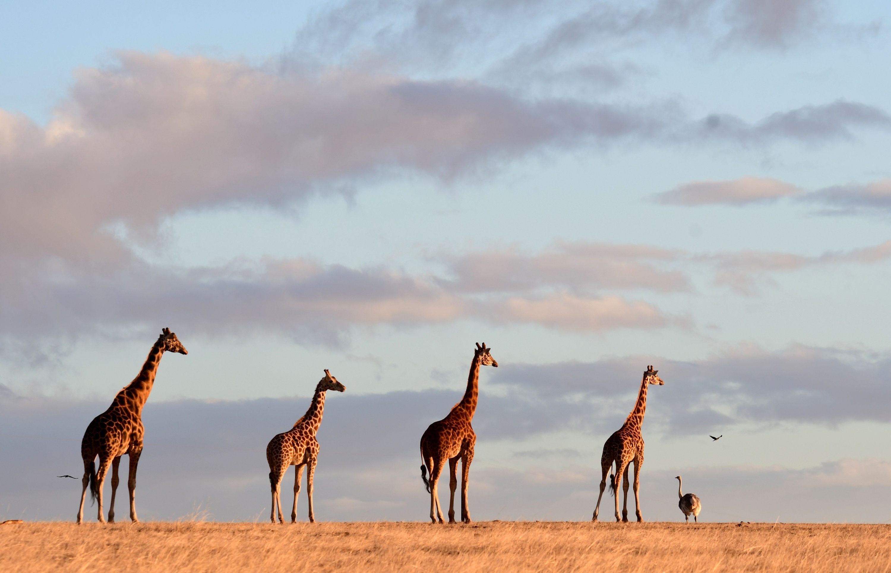 The world's largest open-range safari park is in Australia