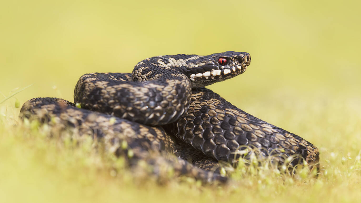 Urgent Snake Warning Issued in the UK – Here’s How To Watch Out For ...