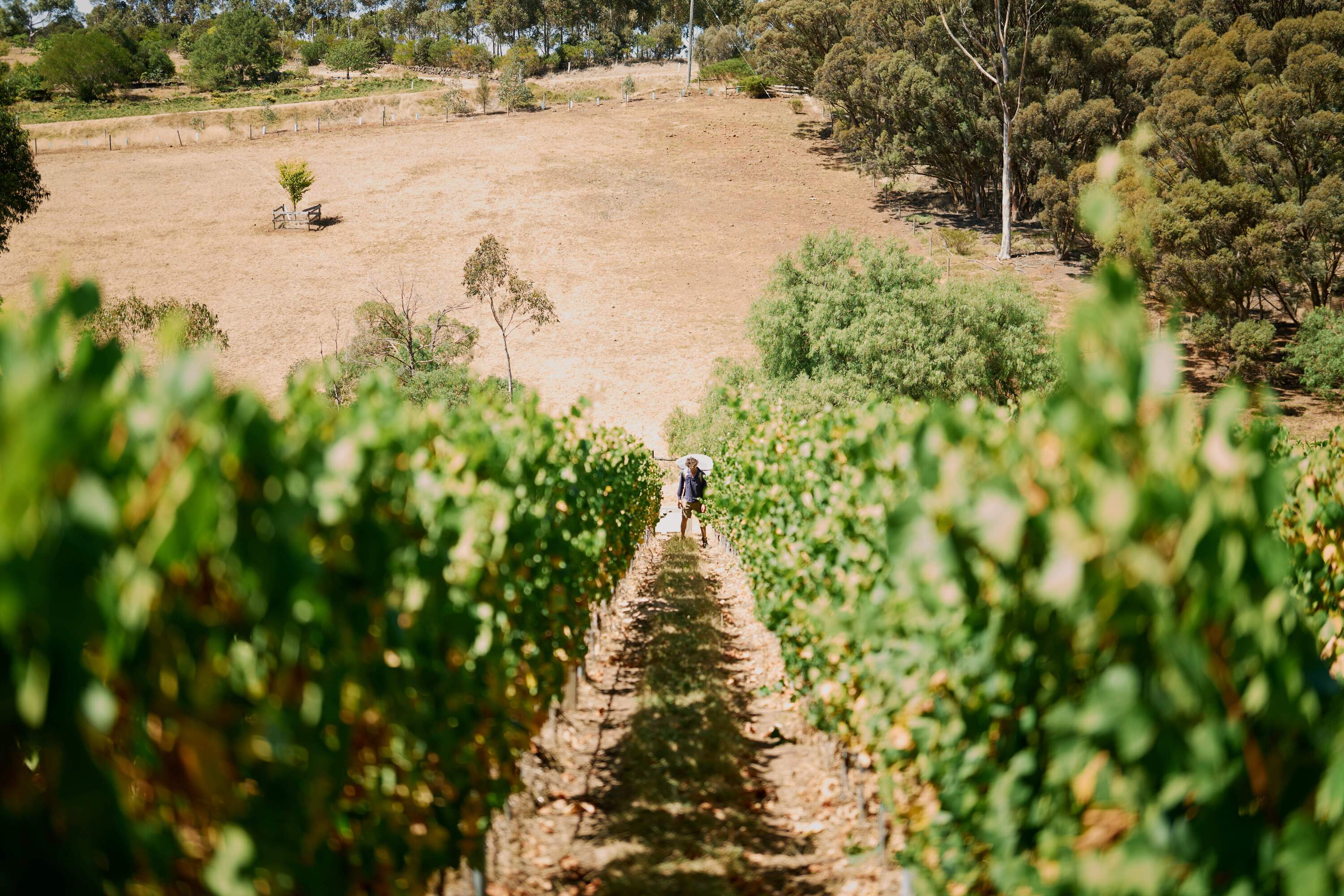 A regional Victorian producer was ranked Australia’s top winery