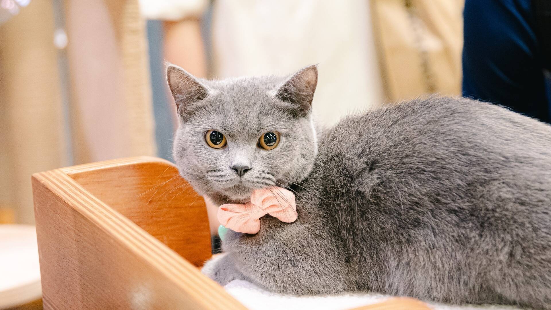 The Asia Cat Expo Is Back On June 21 And 22, 2025