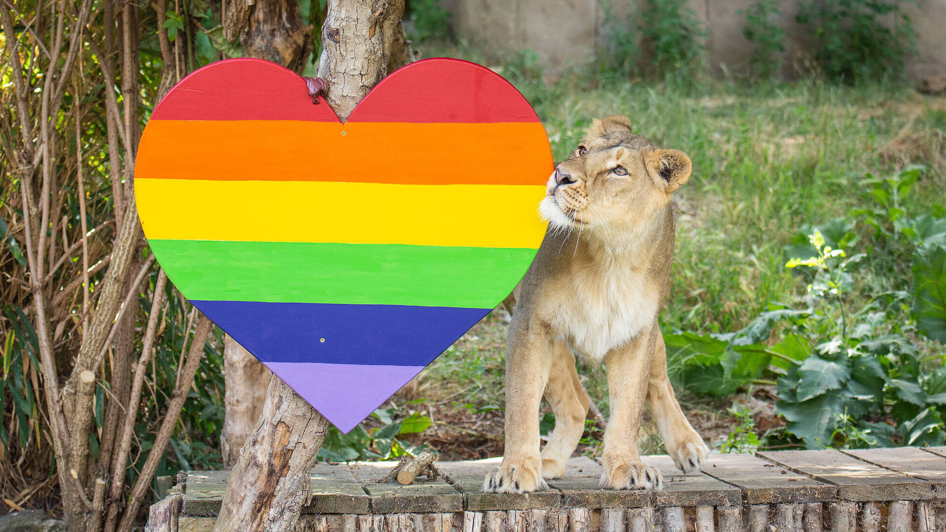 Zoo Nights Pride Takeover | Things to do in London