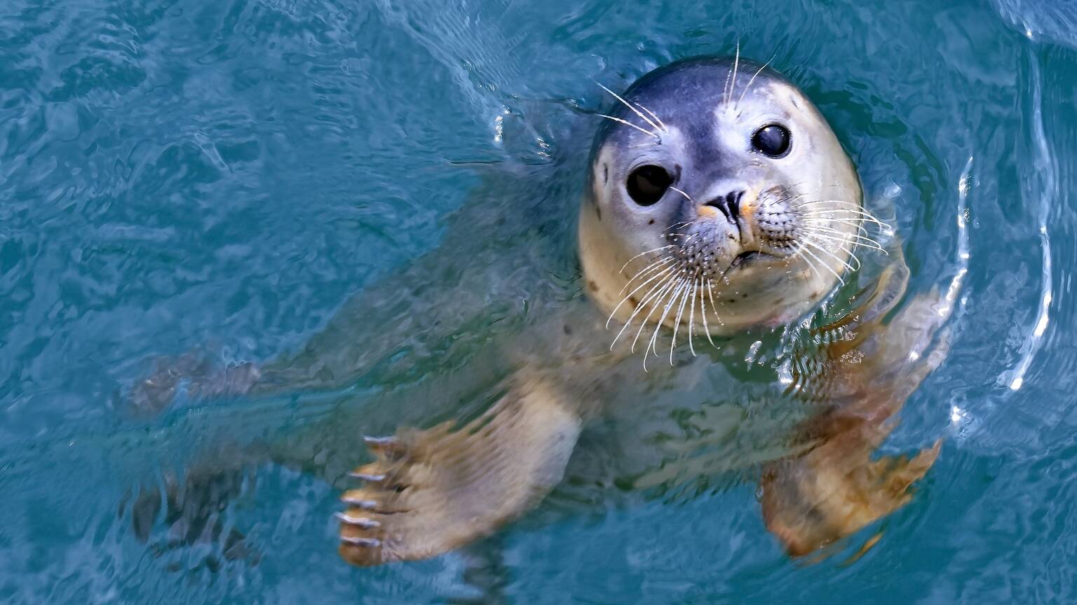 Un Bébé Phoque Aperçu Près De Montréal : Une Rencontre Stressante Avec ...