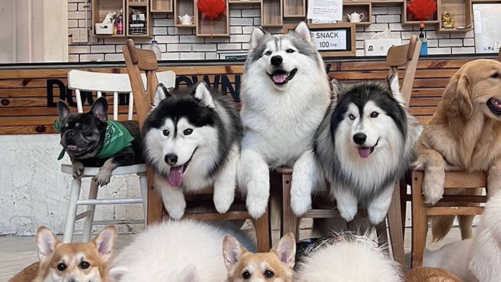 Bangkok’s top 8 dog cafes
