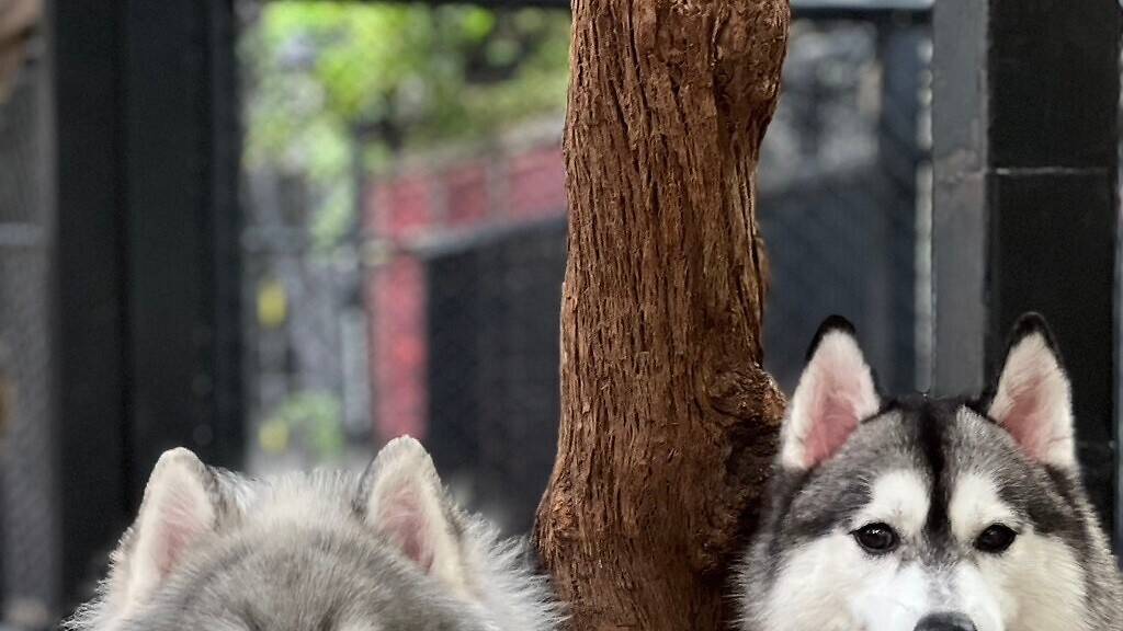 Neverland Husky | Restaurants in Phaya Thai, Bangkok