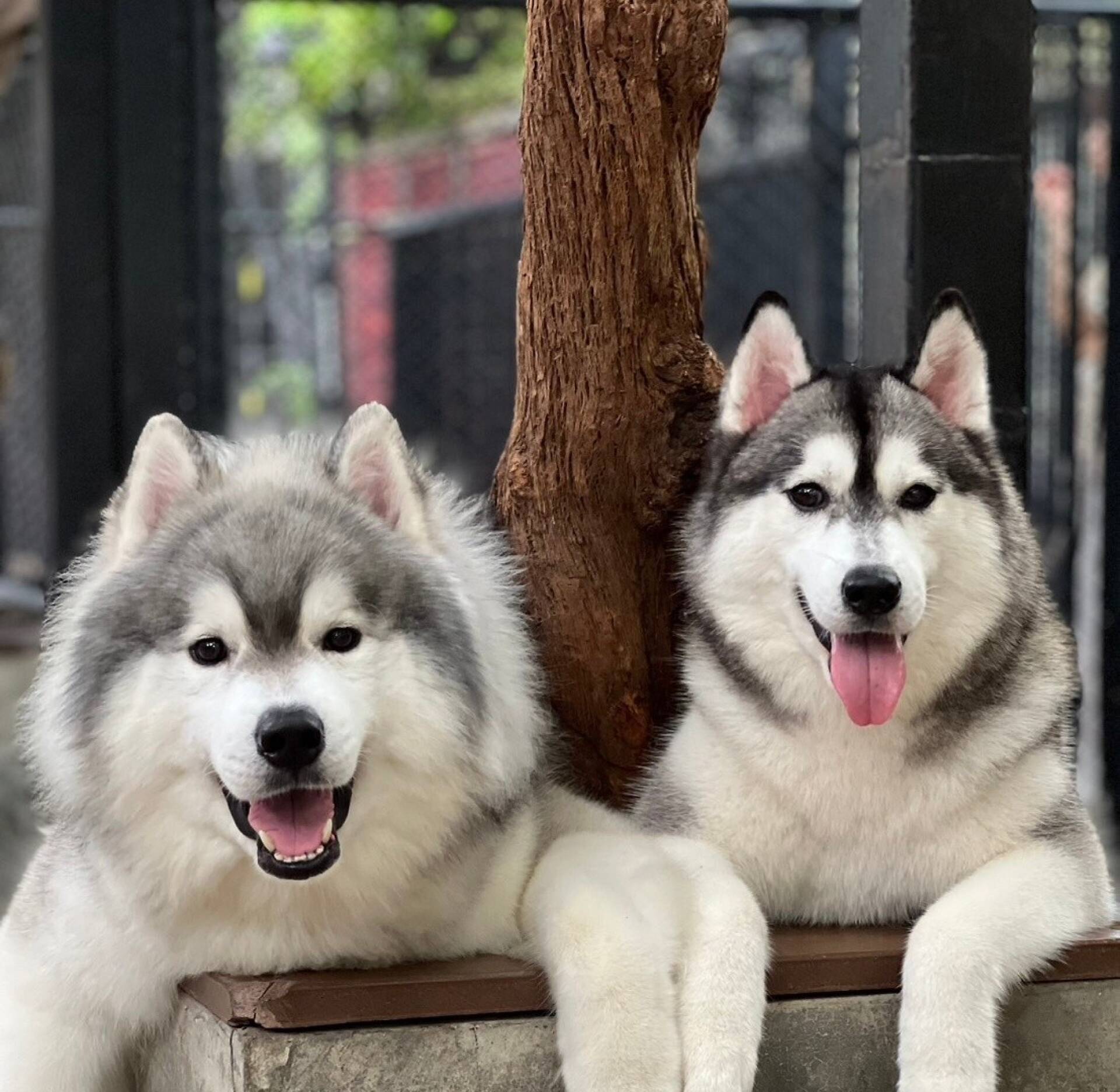 Neverland Husky | Restaurants in Phaya Thai, Bangkok