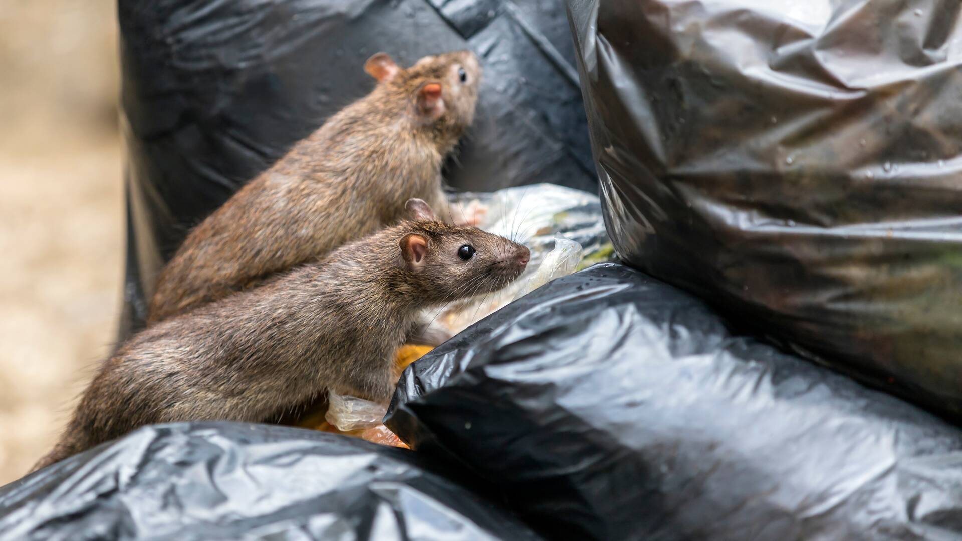 Hong Kong’s latest anti-rodent solution is AI-powered and super effective